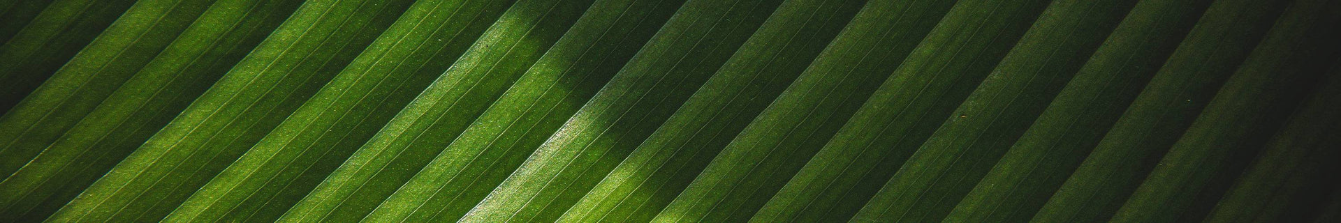 Skin Microbiome the Portal to Your Brain – Ceela Naturals